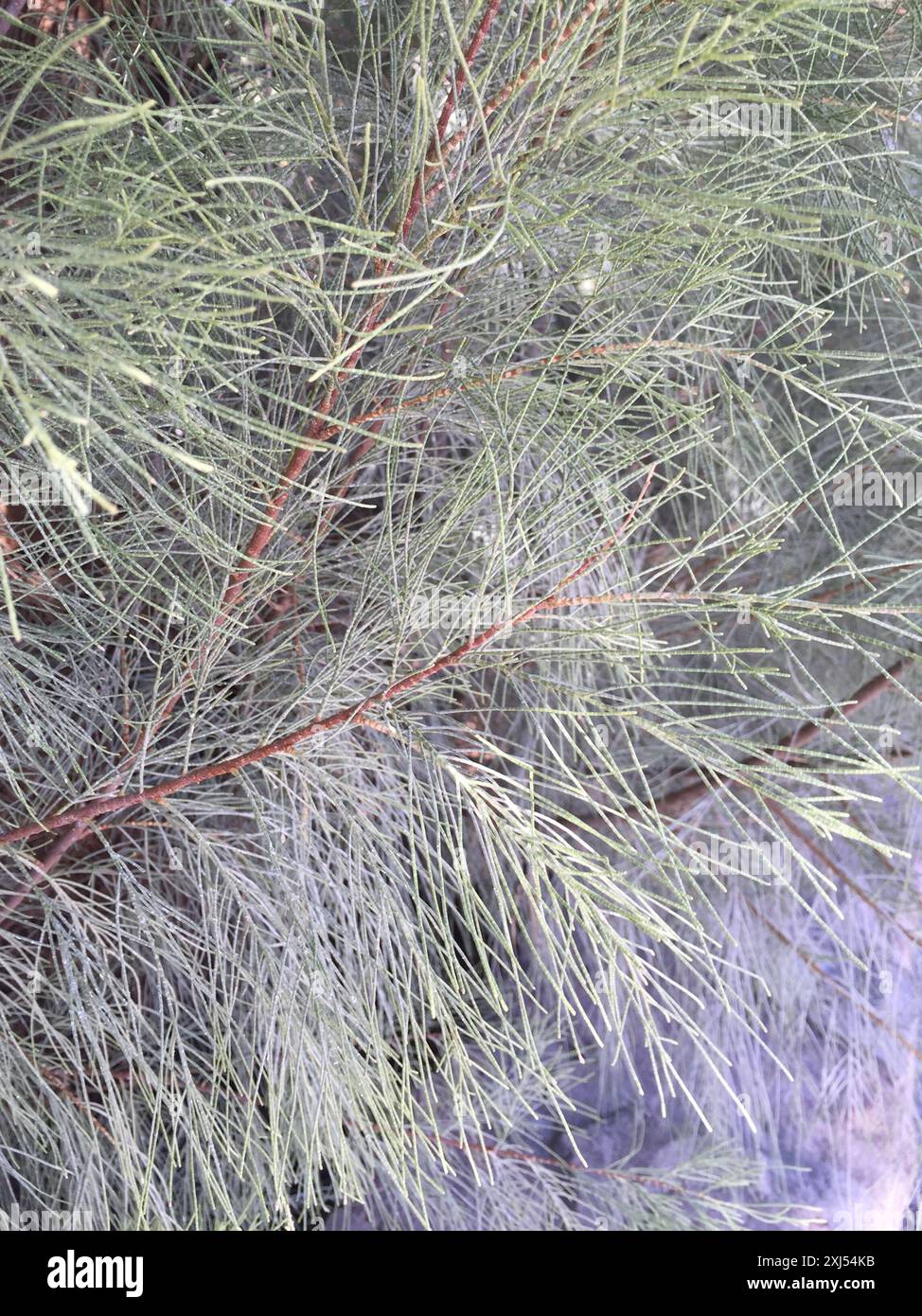 athel tamarisk (Tamarix aphylla) Plantae Stock Photo - Alamy