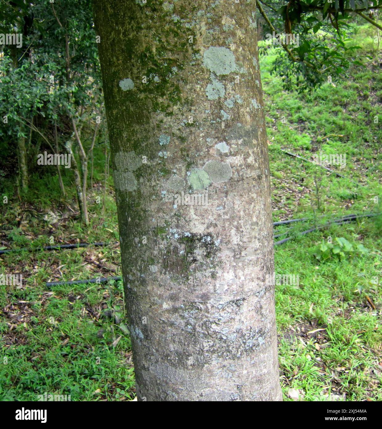 Common Cape Holly (Ilex mitis mitis) Plantae Stock Photo - Alamy