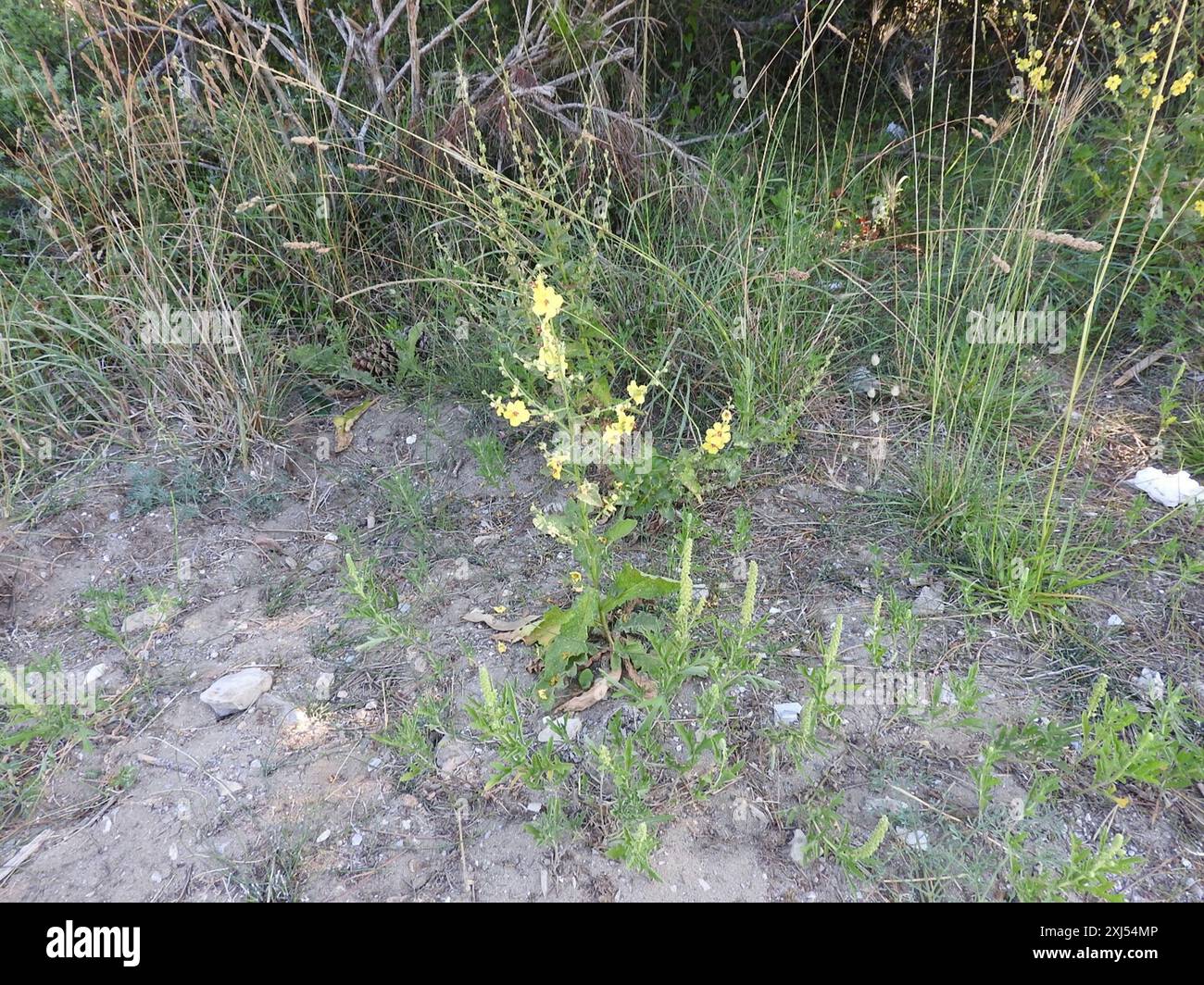 Mullein verbascum sinuatum hi-res stock photography and images - Alamy