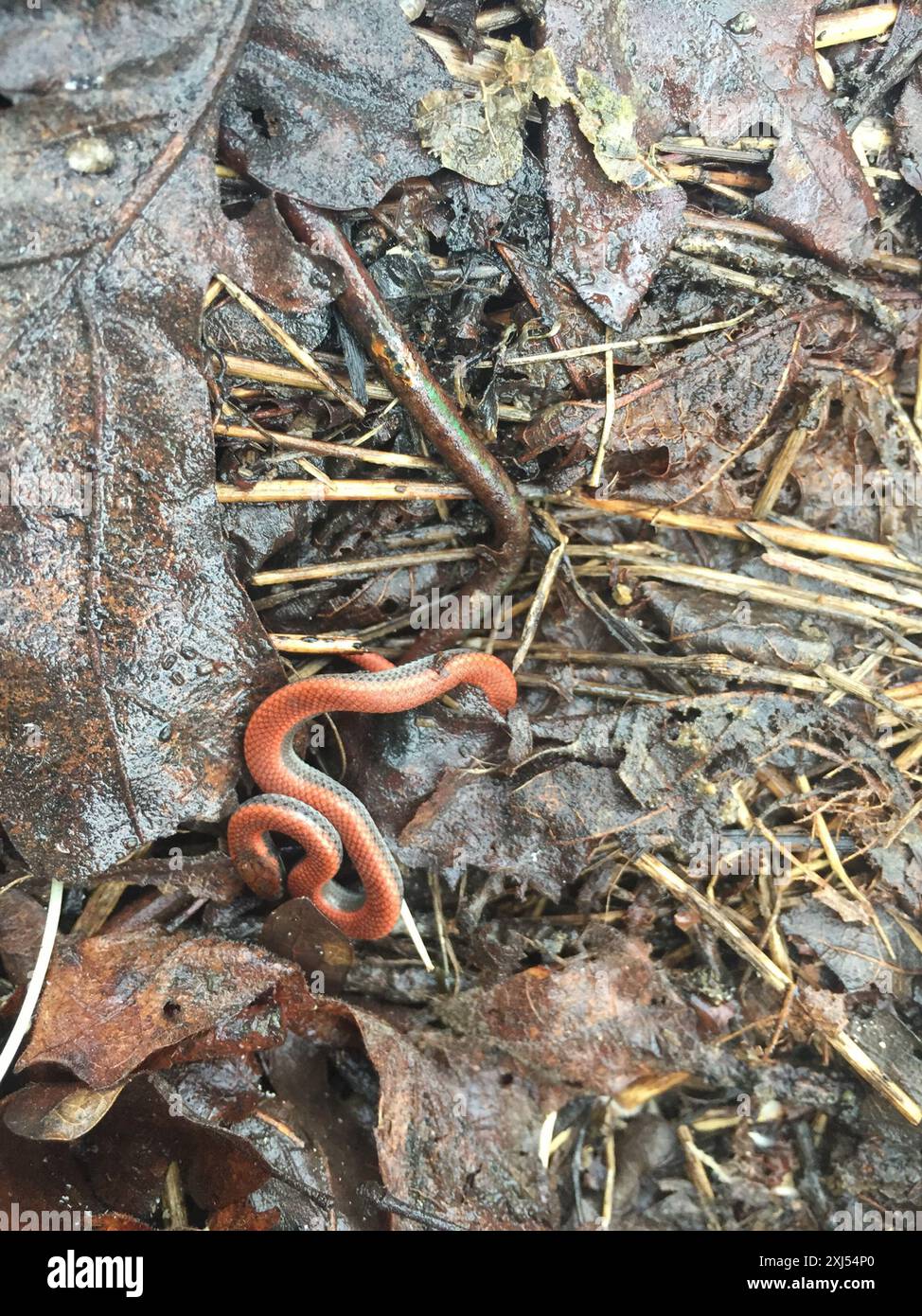 Sharp-tailed Snake (Contia tenuis) Reptilia Stock Photo - Alamy