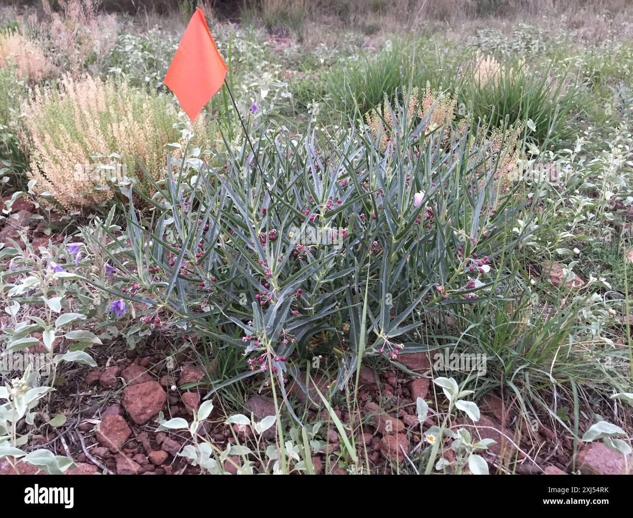 bract milkweed (Asclepias brachystephana) Plantae Stock Photo - Alamy
