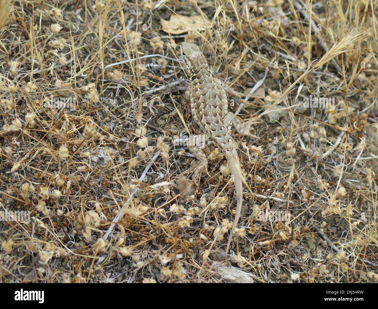 Western Side-blotched Lizard (Uta stansburiana elegans) Reptilia Stock ...