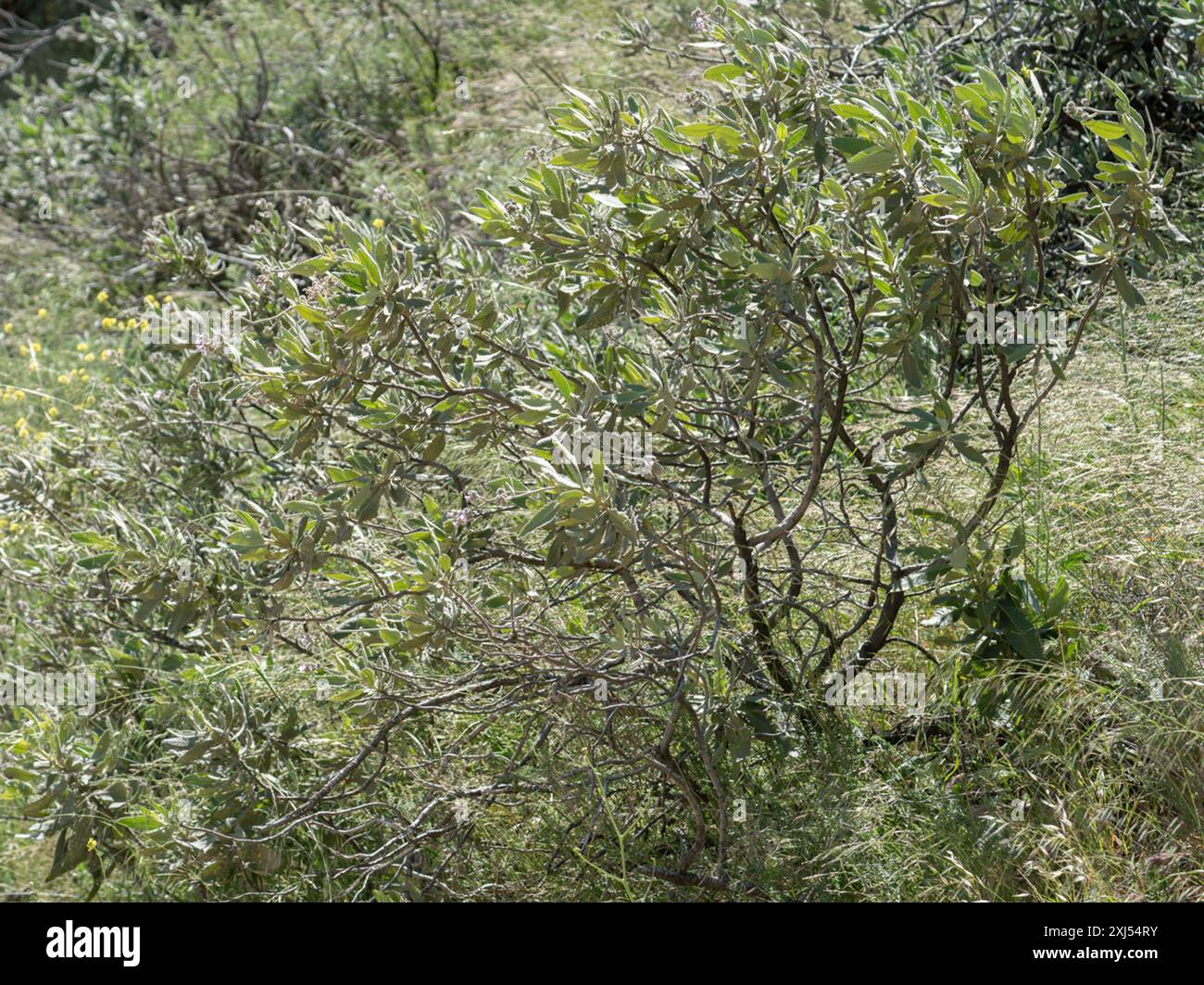 Thick-leaved Yerba Santa (Eriodictyon crassifolium) Plantae Stock Photo ...