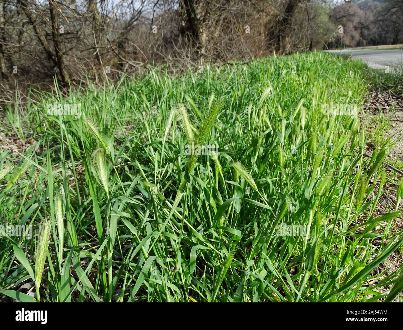 wall barley (Hordeum murinum) Plantae Stock Photo - Alamy