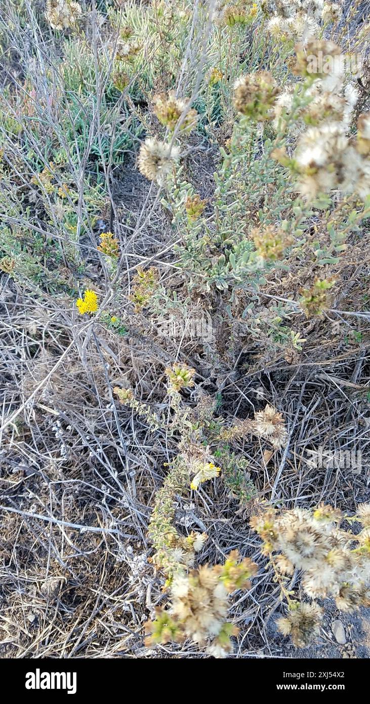 Coastal Goldenbush (Isocoma menziesii) Plantae Stock Photo - Alamy