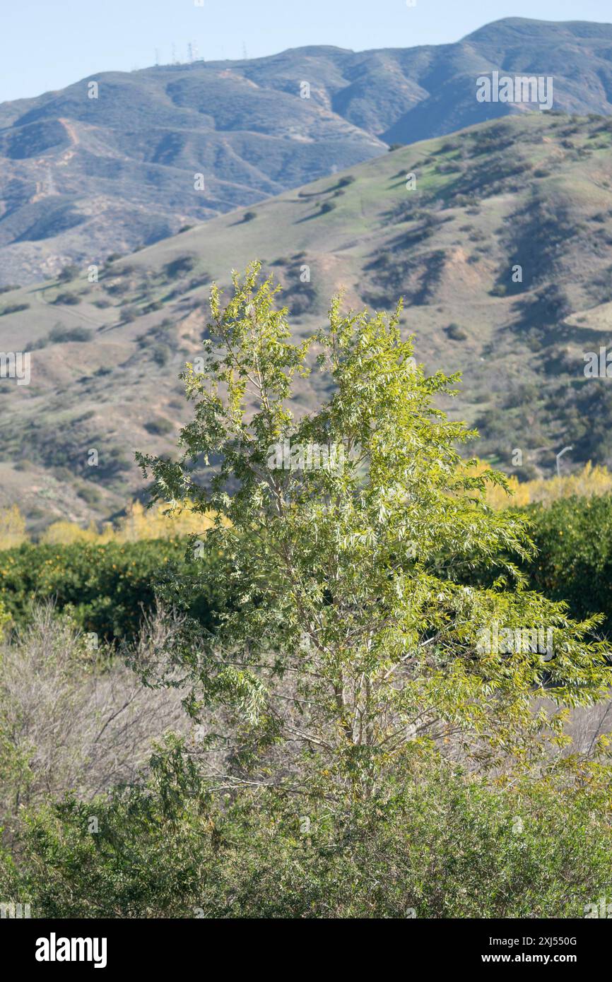 Goodding's willow (Salix gooddingii) Plantae Stock Photo - Alamy