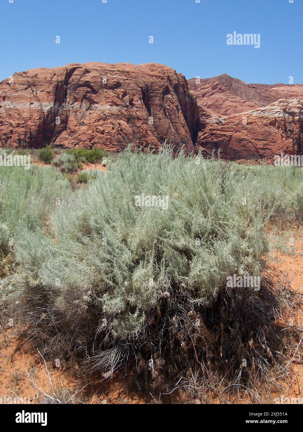 sand sagebrush (Artemisia filifolia) Plantae Stock Photo - Alamy