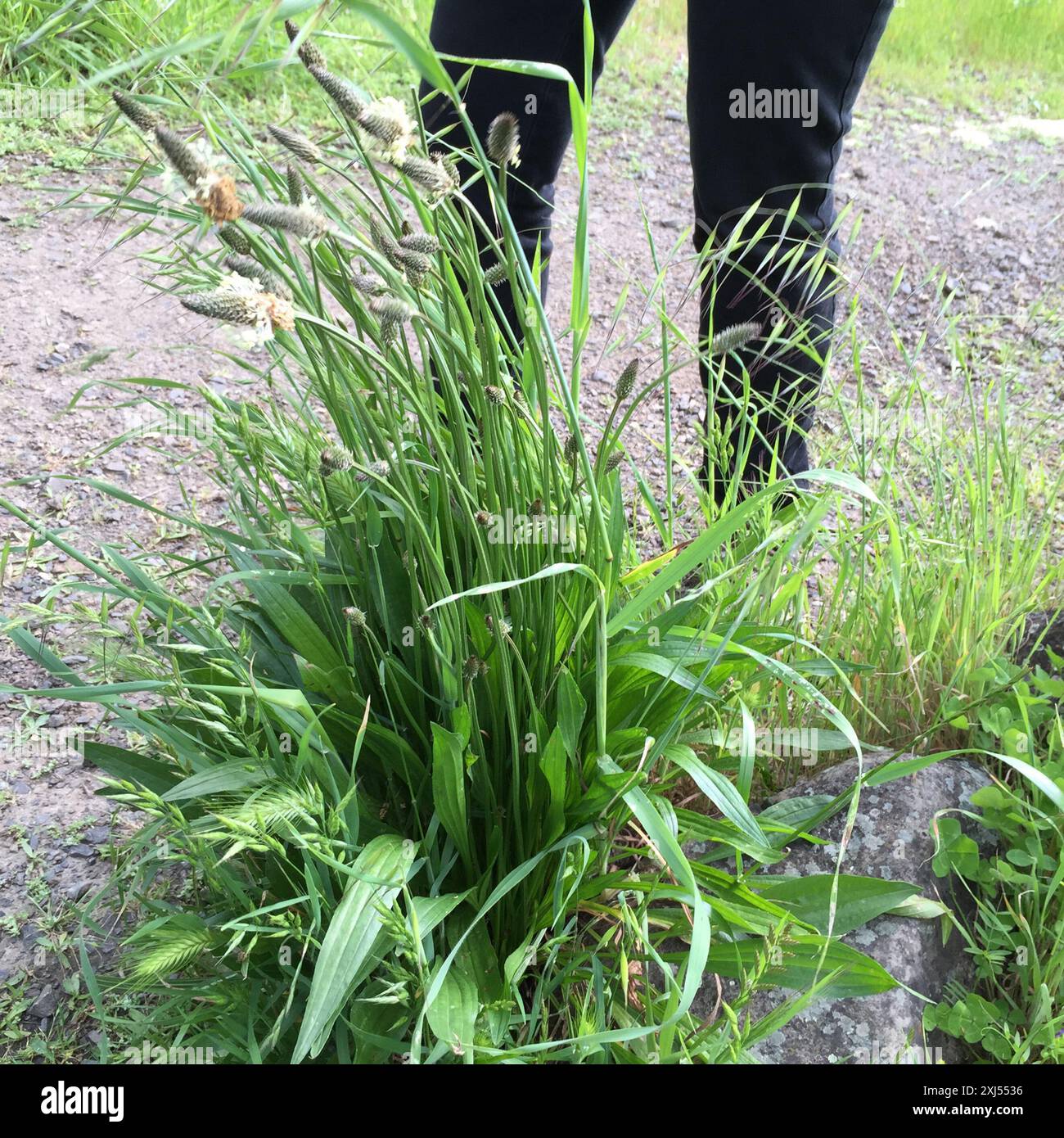 ribwort plantain (Plantago lanceolata) Plantae Stock Photo - Alamy