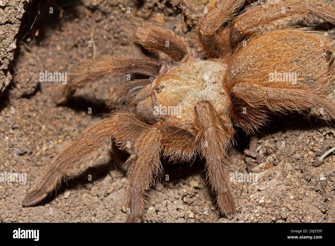 Texas Brown Tarantula (Aphonopelma hentzi) Arachnida Stock Photo - Alamy