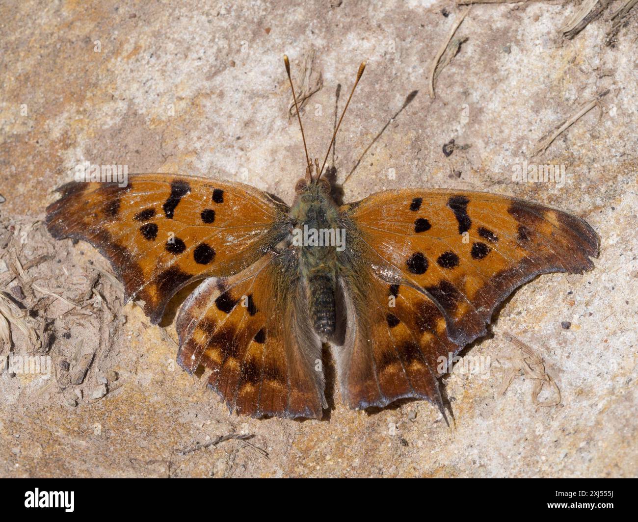 Question Mark (Polygonia interrogationis) Insecta Stock Photo - Alamy