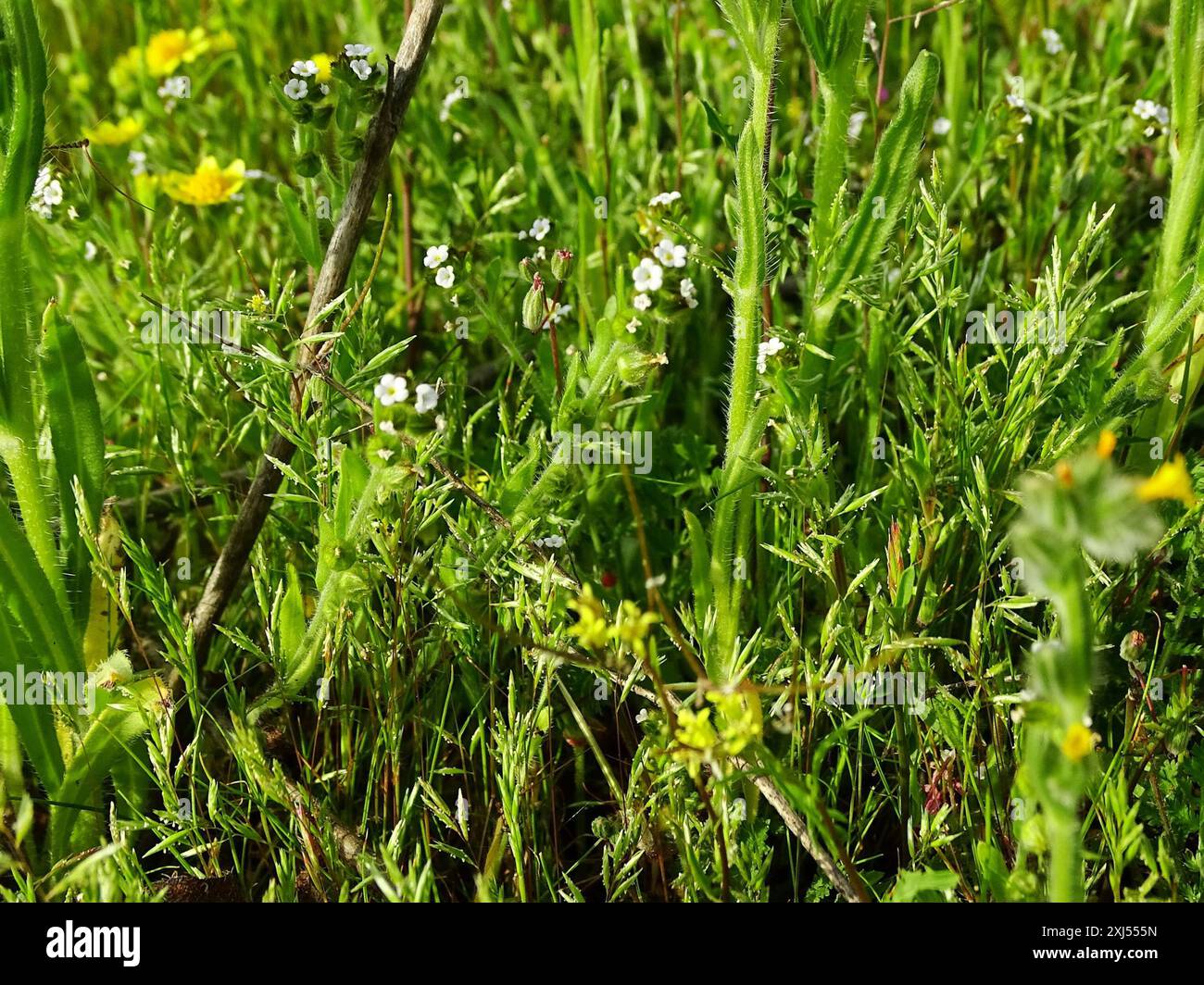 borage family (Boraginaceae) Plantae Stock Photo - Alamy