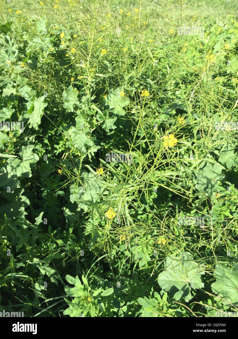 mustard family (Brassicaceae) Plantae Stock Photo - Alamy