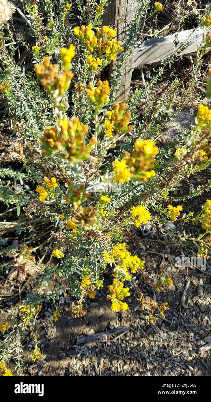 Coastal Goldenbush (Isocoma menziesii) Plantae Stock Photo - Alamy