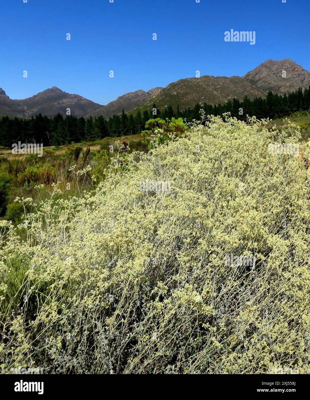 Licorice plant (Helichrysum petiolare) Plantae Stock Photo - Alamy