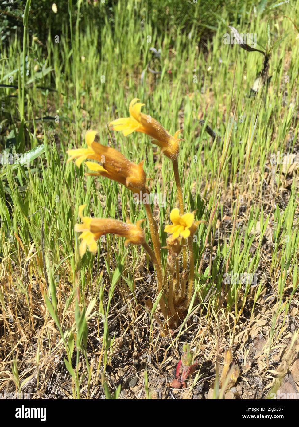 yellow clustered broomrape (Aphyllon franciscanum) Plantae Stock Photo ...
