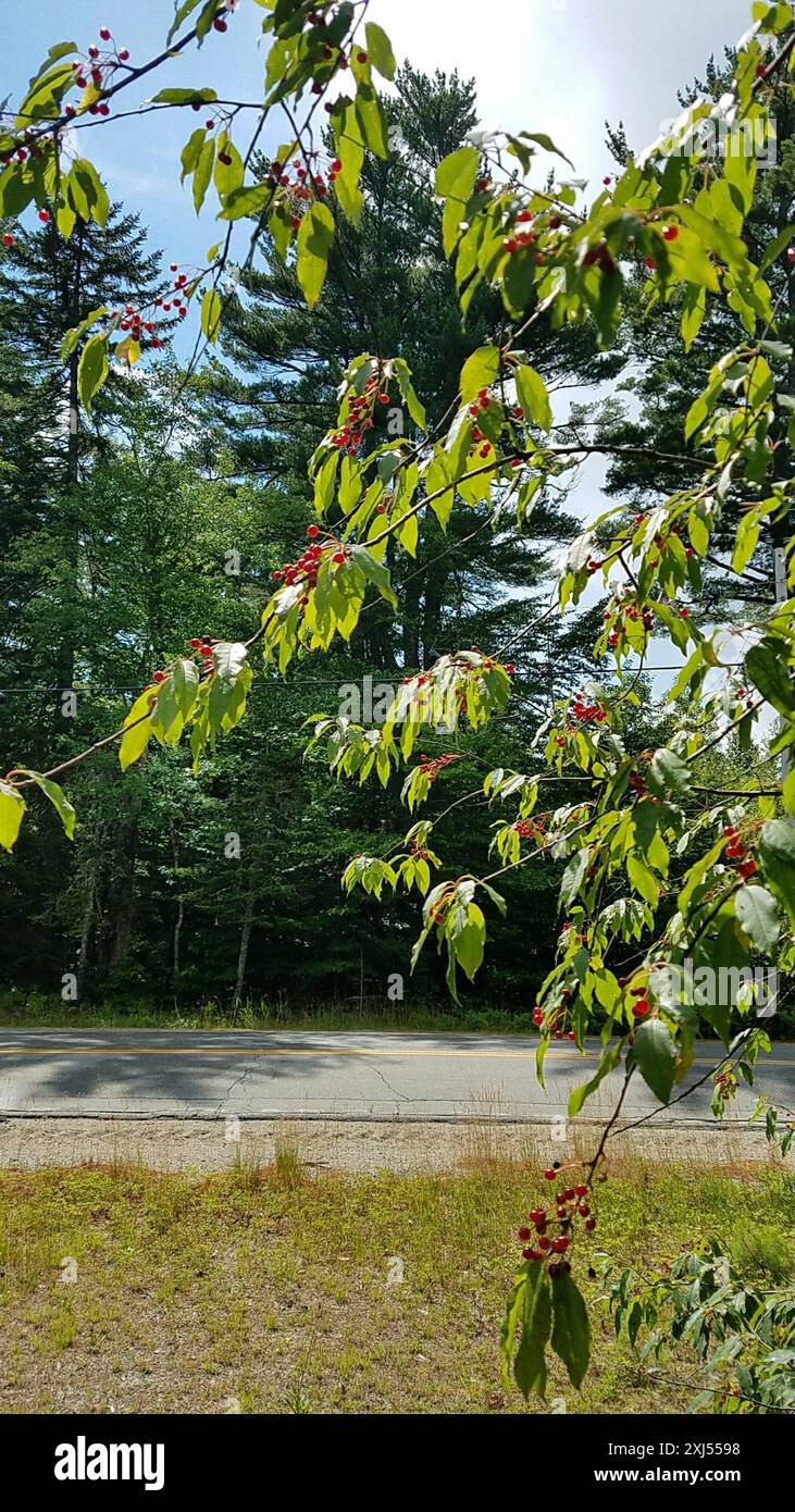 fire cherry (Prunus pensylvanica) Plantae Stock Photo - Alamy