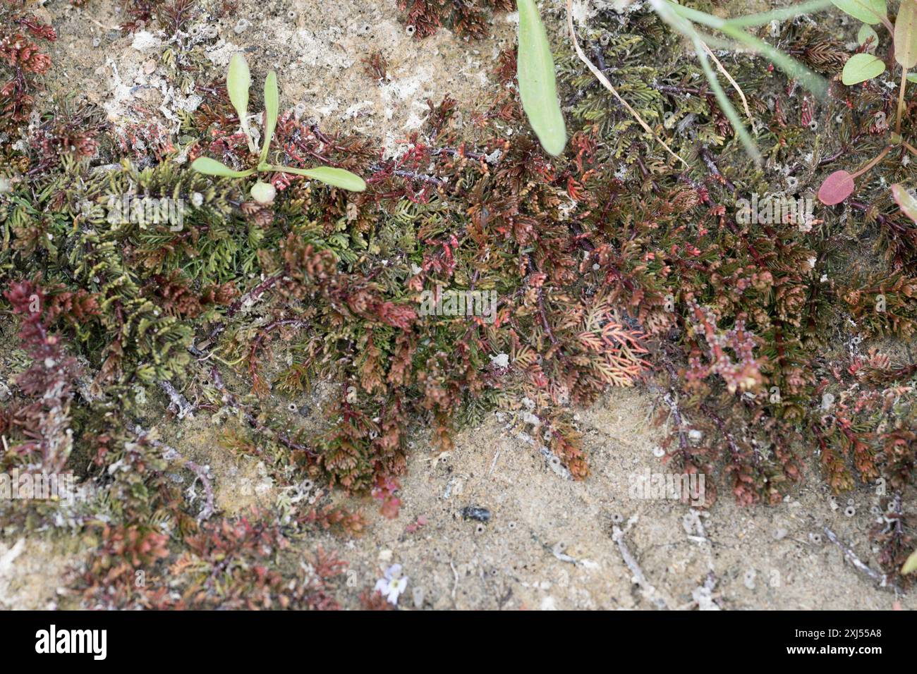 vascular plants (Tracheophyta) Plantae Stock Photo - Alamy