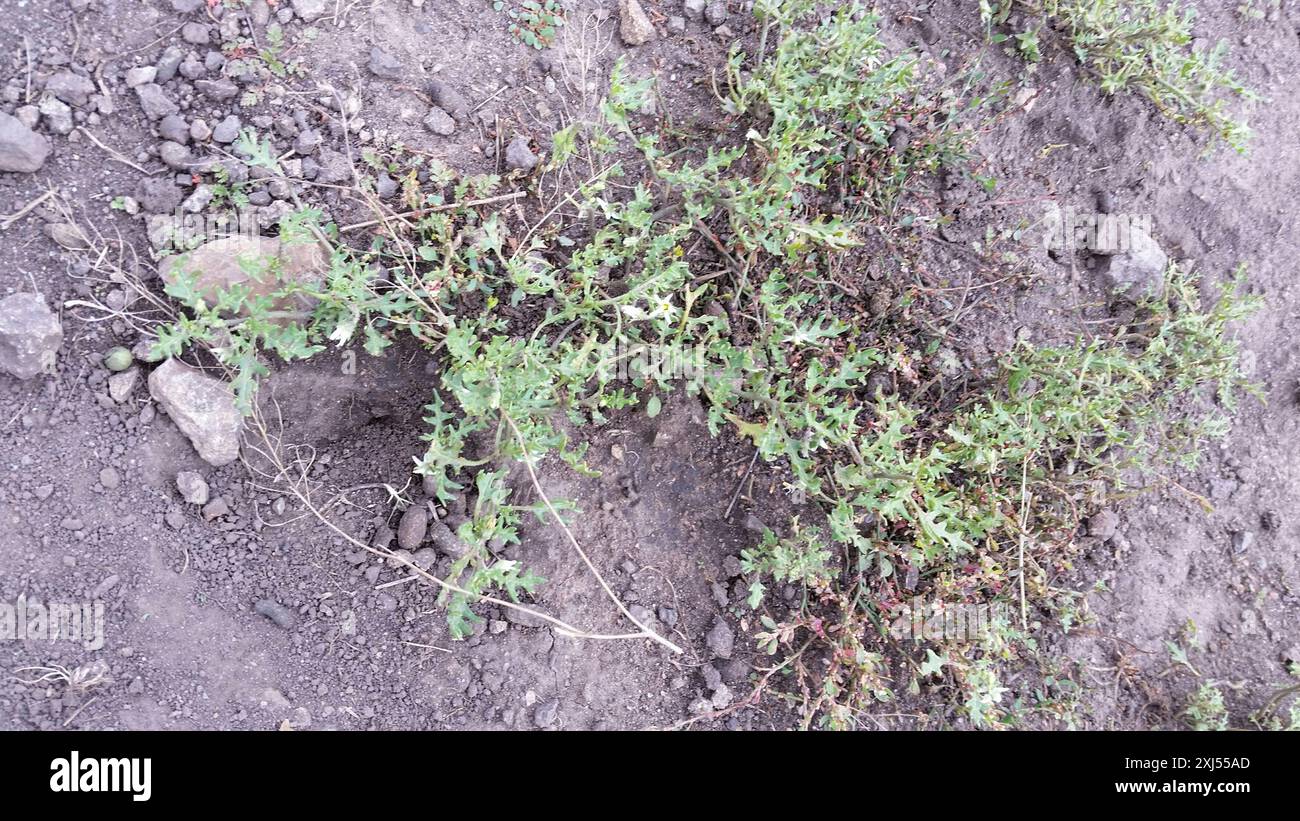 Cutleaf Nightshade (Solanum triflorum) Plantae Stock Photo - Alamy