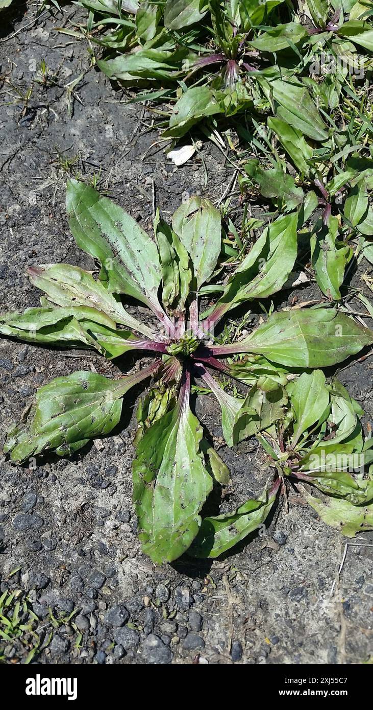 American plantain (Plantago rugelii) Plantae Stock Photo - Alamy