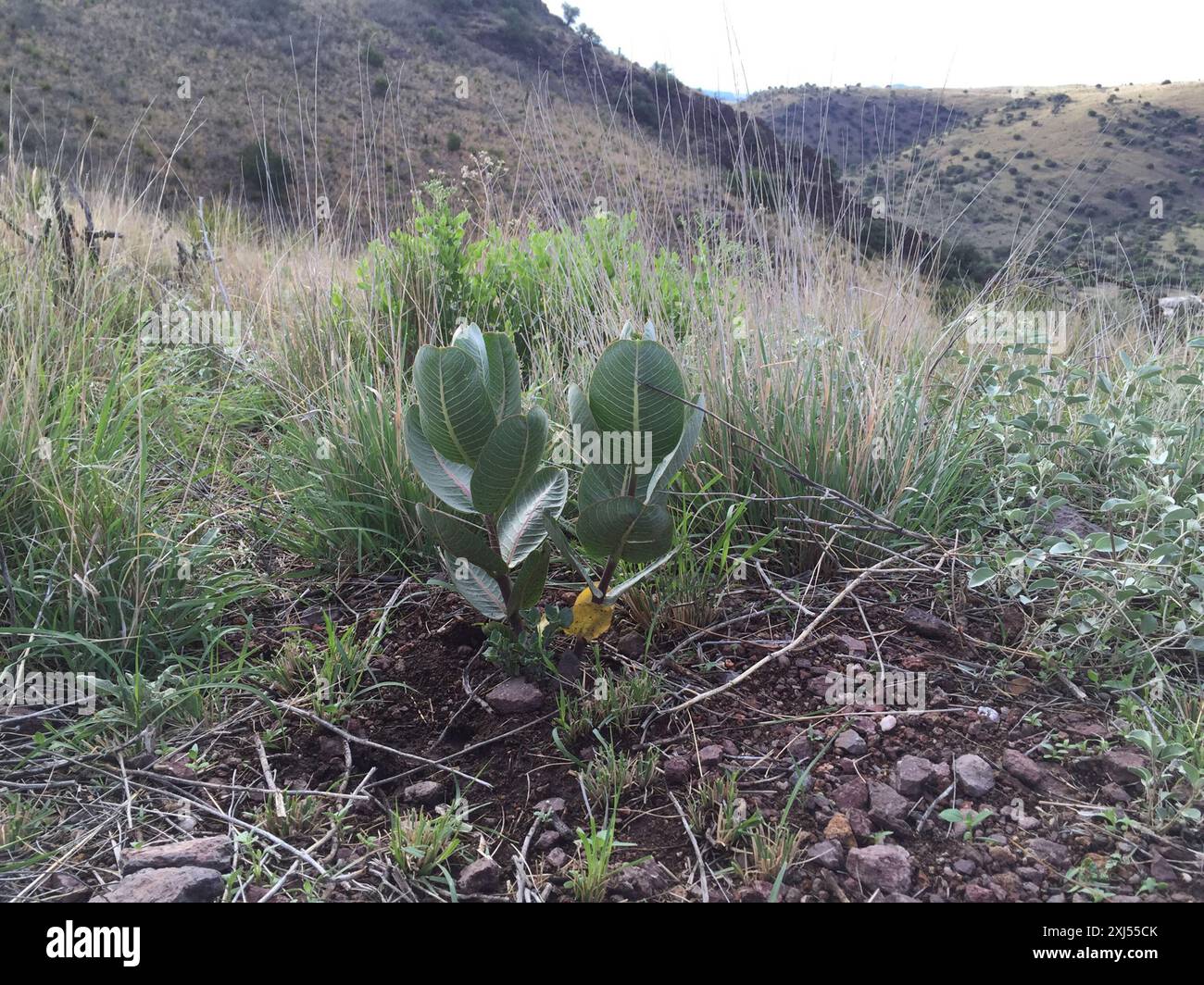 Asclepias latifolia hi-res stock photography and images - Alamy