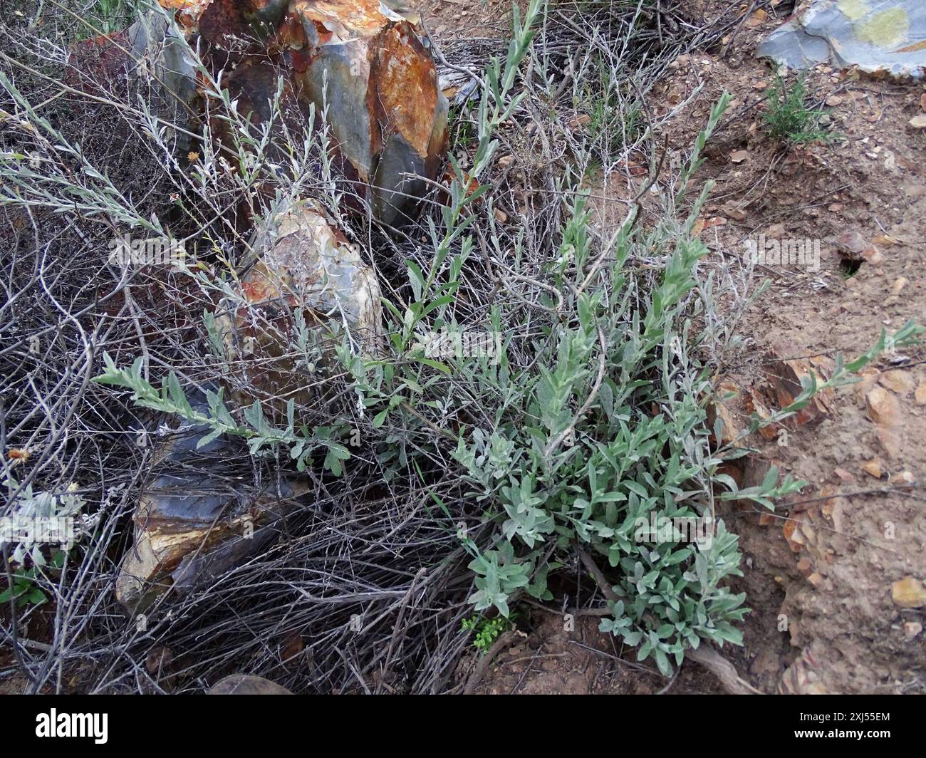 California Aster (Corethrogyne filaginifolia) Plantae Stock Photo - Alamy