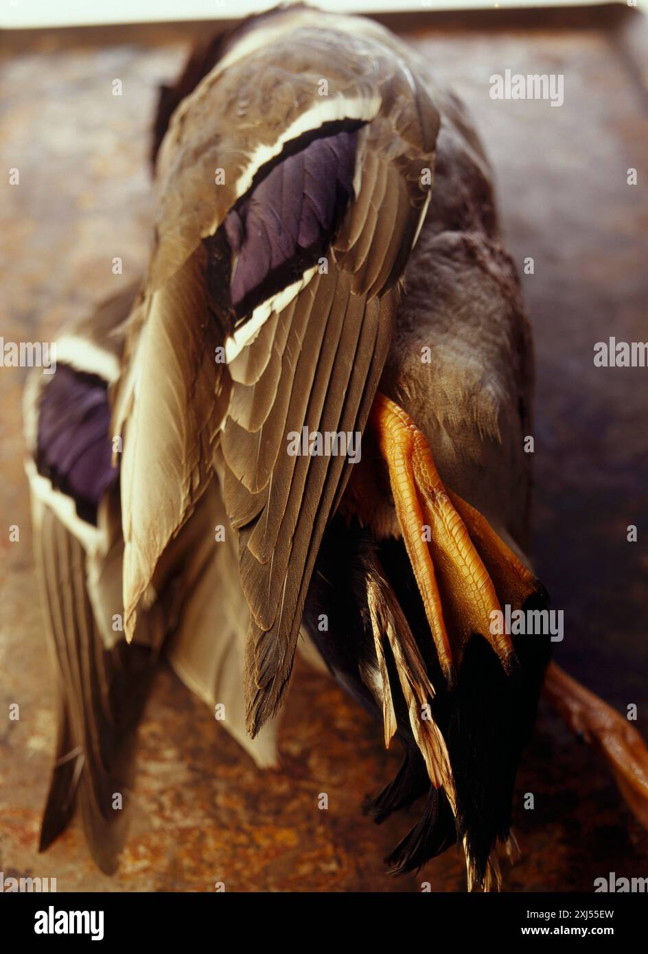 Dead mallard duck hi-res stock photography and images - Alamy