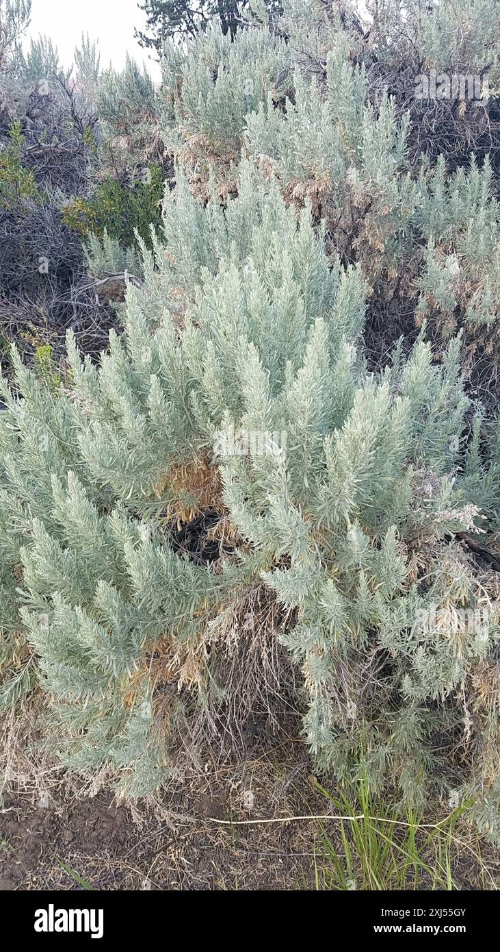 Basin Big Sagebrush (Artemisia tridentata tridentata) Plantae Stock ...