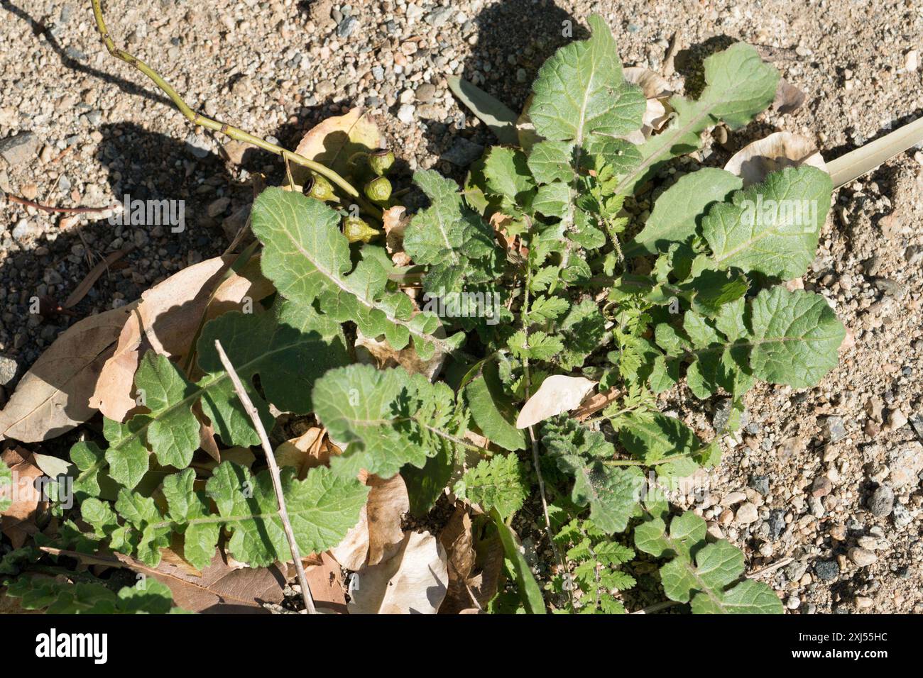 Shortpod Mustard (Hirschfeldia incana) Plantae Stock Photo - Alamy