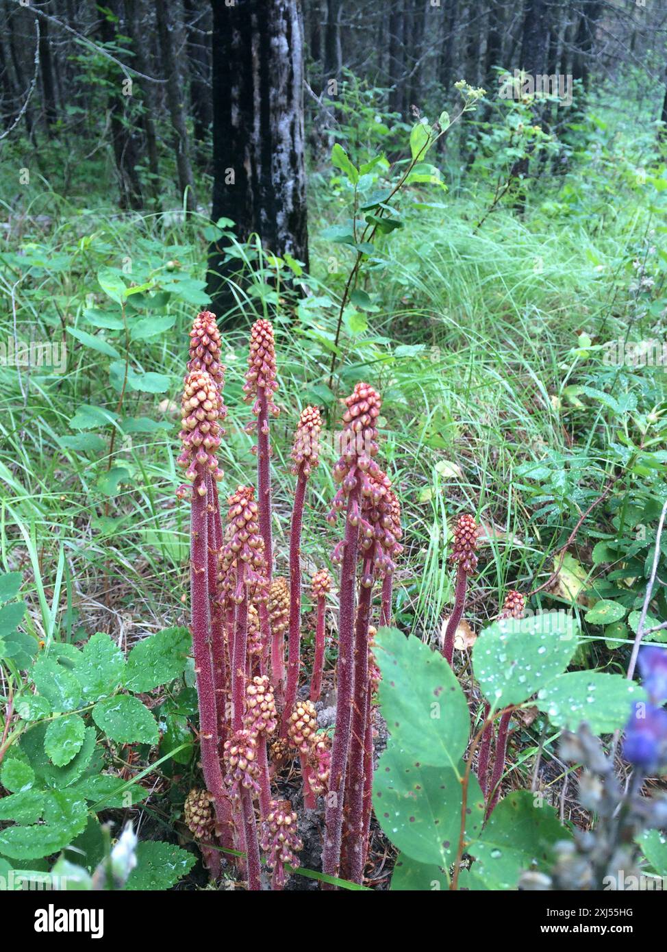 woodland pinedrops (Pterospora andromedea) Plantae Stock Photo - Alamy