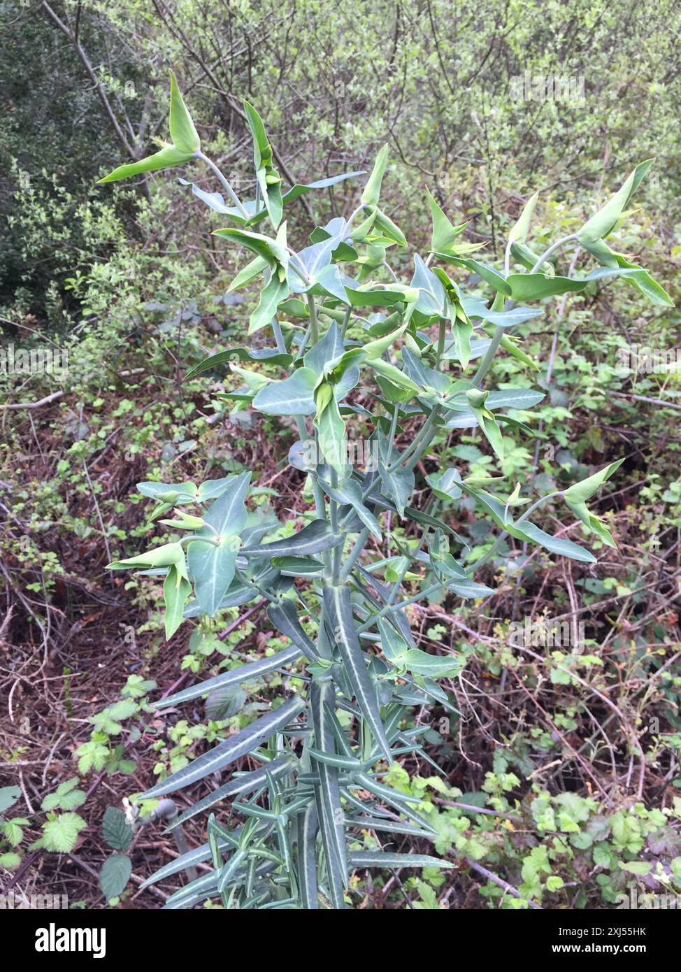 caper spurge (Euphorbia lathyris) Plantae Stock Photo - Alamy