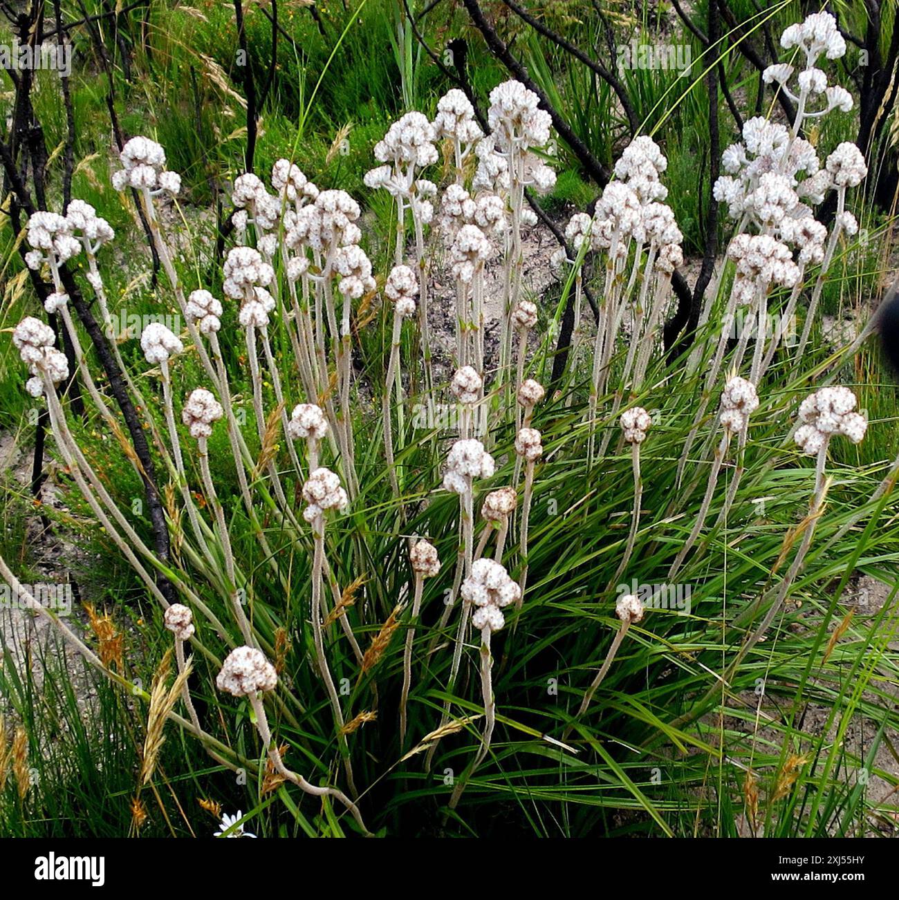 Lambstail (Lanaria lanata) Plantae Stock Photo - Alamy