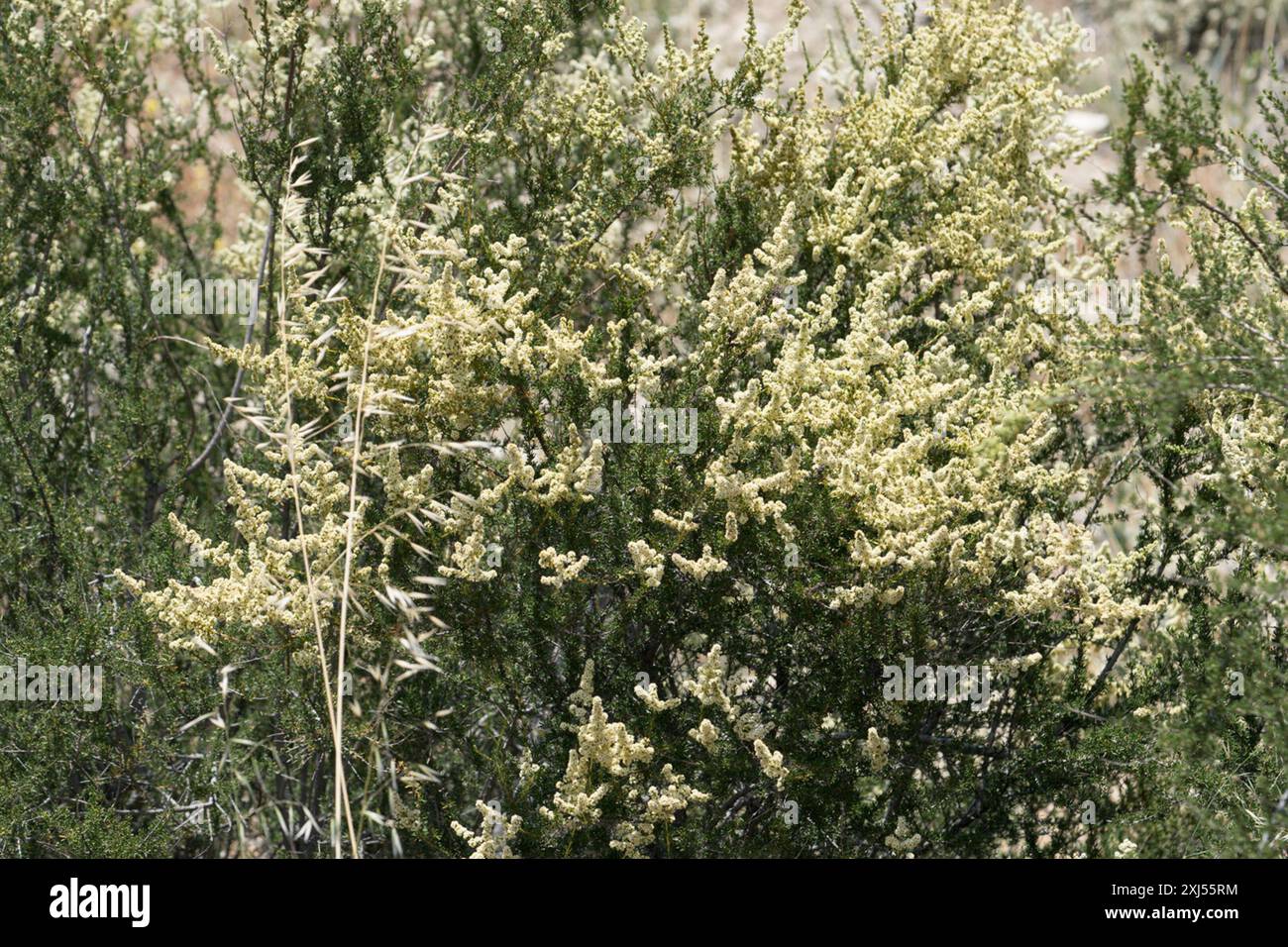 chamise (Adenostoma fasciculatum) Plantae Stock Photo - Alamy