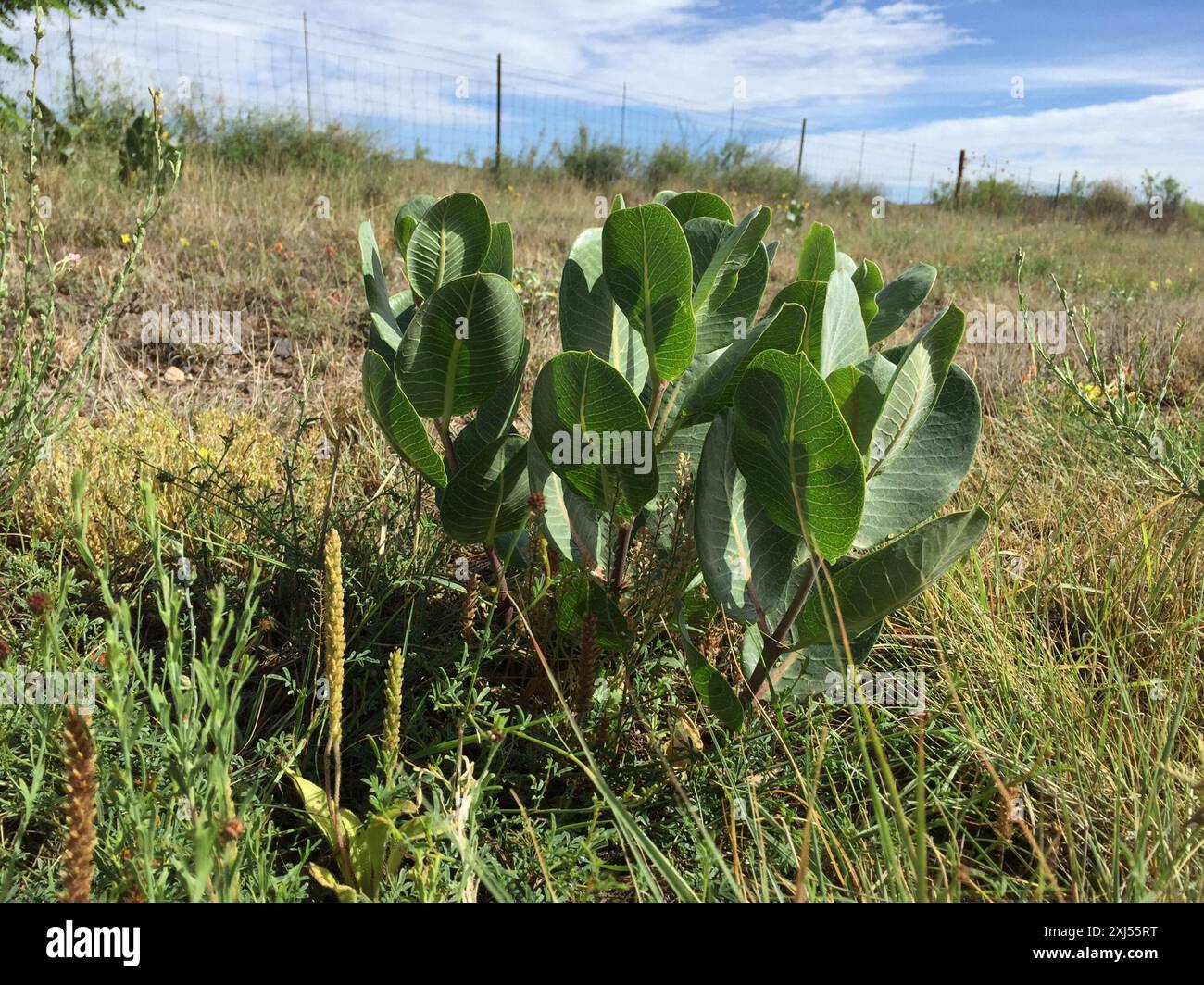 broadleaf milkweed (Asclepias latifolia) Plantae Stock Photo - Alamy