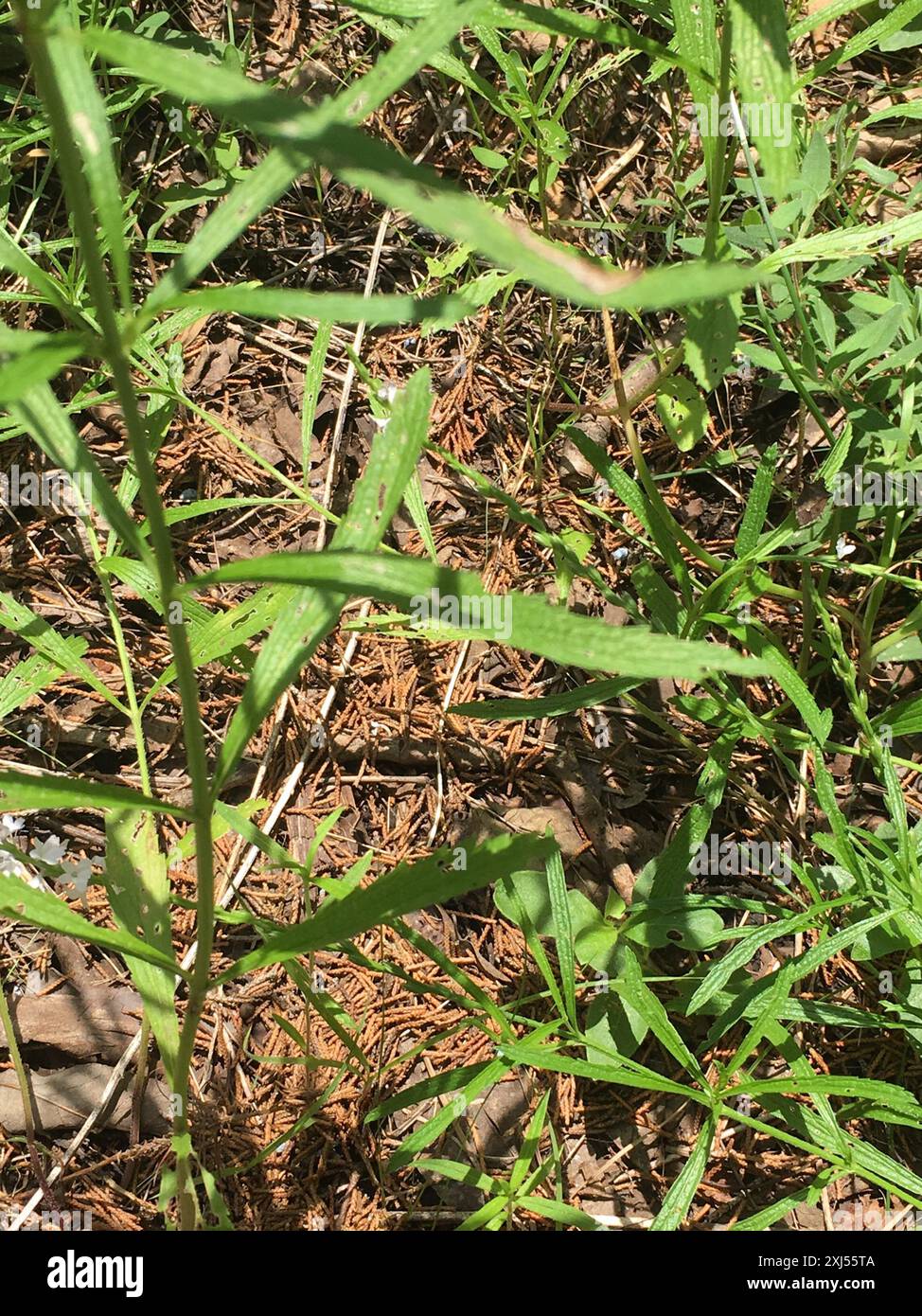 Narrowleaf Vervain (Verbena simplex) Plantae Stock Photo - Alamy