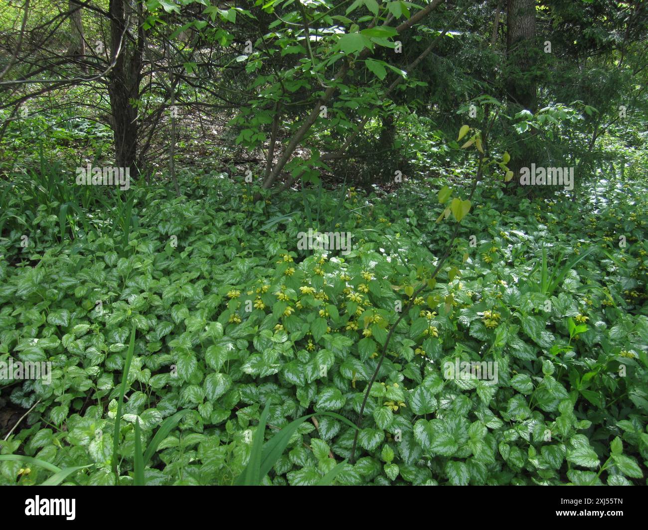 Variegated Yellow Archangel (Lamium galeobdolon argentatum) Plantae ...