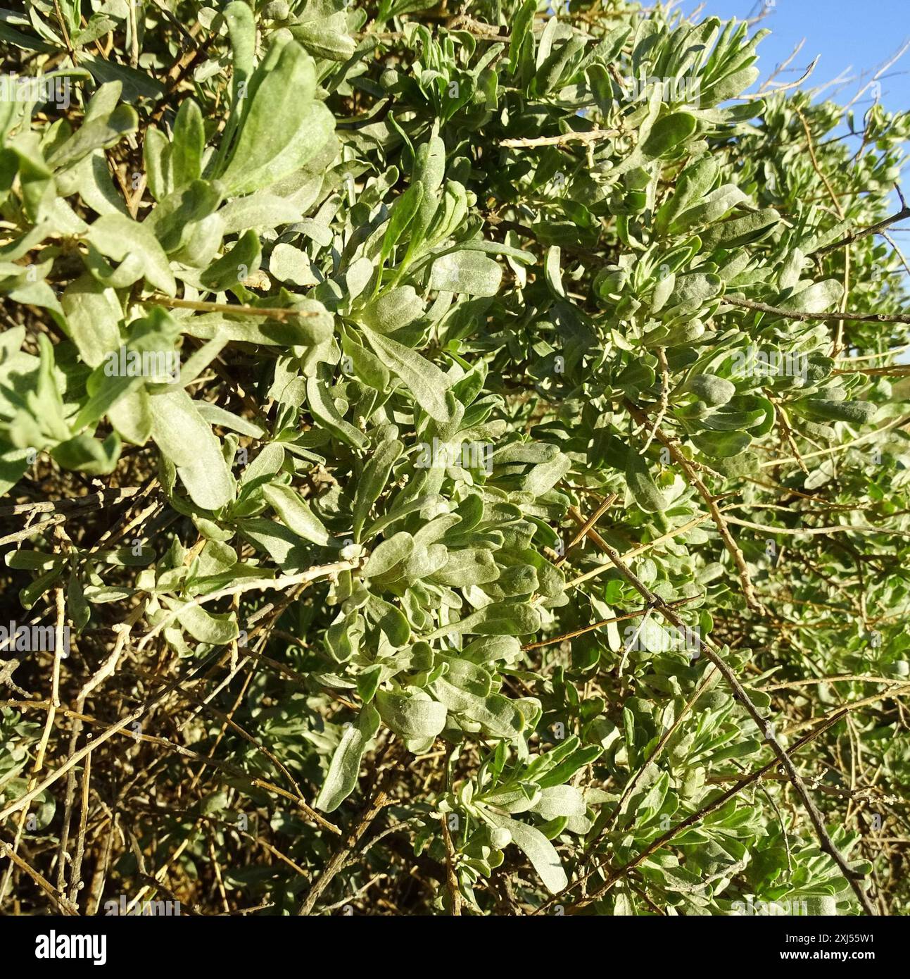 Saltbushes (Atriplex) Plantae Stock Photo - Alamy