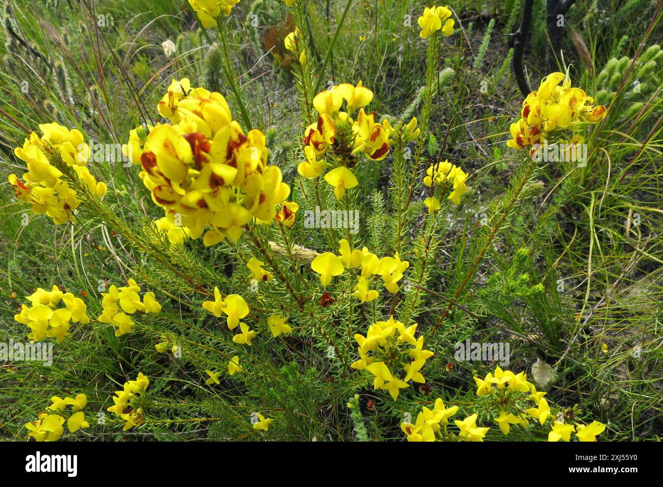 Sandveld Honeybush (Cyclopia genistoides) Plantae Stock Photo - Alamy