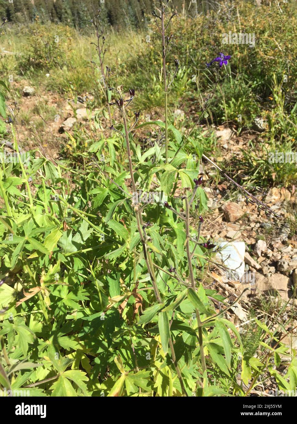 Subalpine Larkspur (Delphinium barbeyi) Plantae Stock Photo - Alamy
