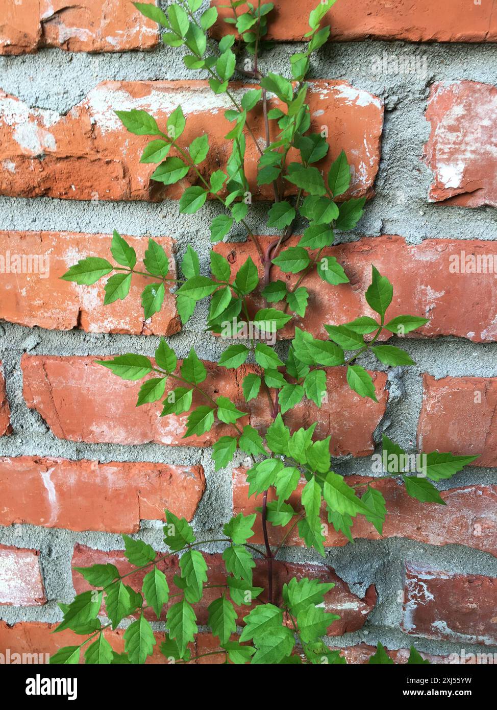 American trumpet vine (Campsis radicans) Plantae Stock Photo - Alamy