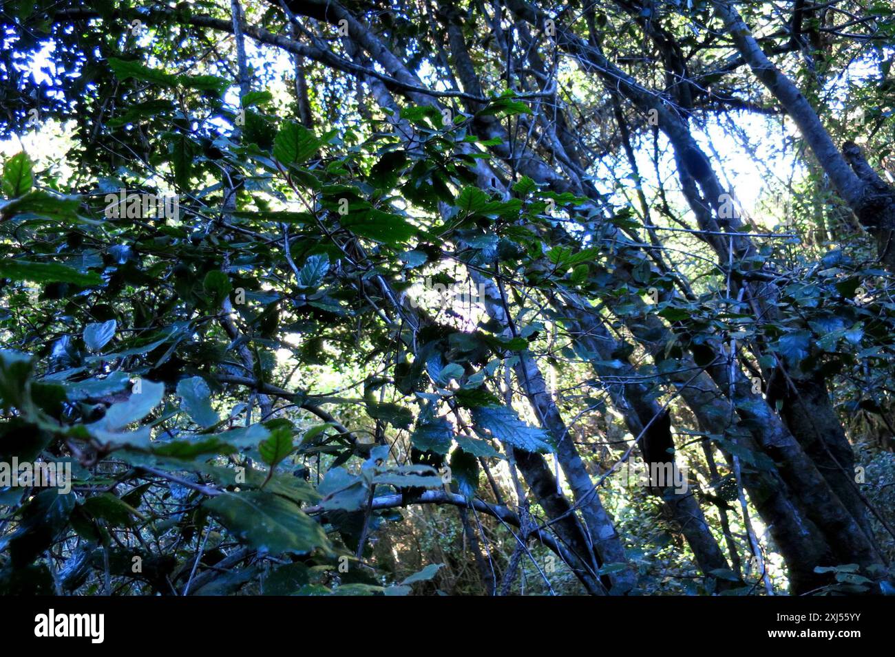 Assegai tree hi-res stock photography and images - Alamy