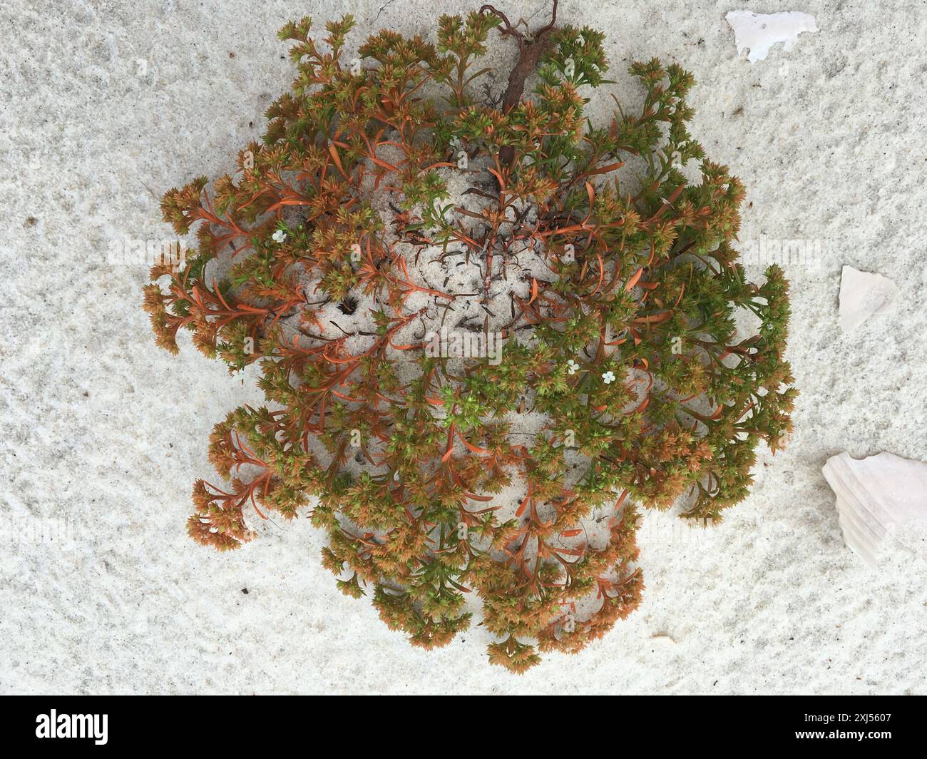 Rust Weed (Polypremum procumbens) Plantae Stock Photo - Alamy