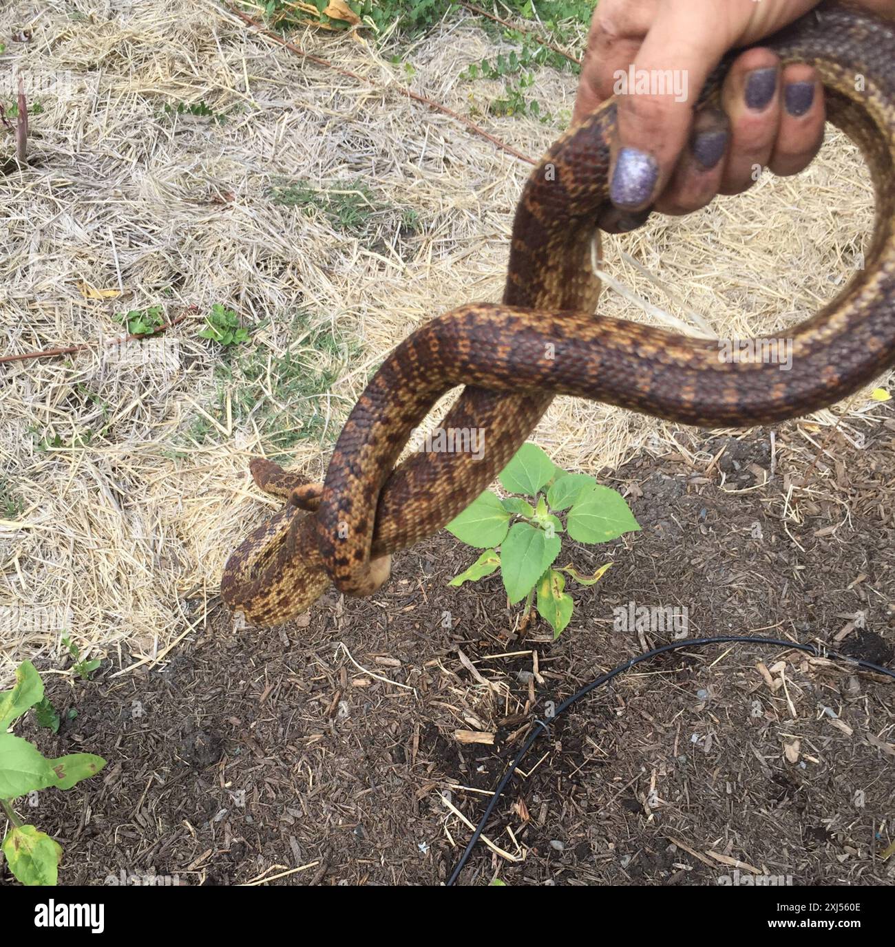 Pacific Gopher Snake (Pituophis catenifer catenifer) Reptilia Stock ...