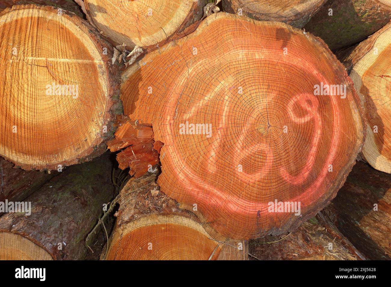 Interface of sawn through cut tree trunk with clearly visible annual ...