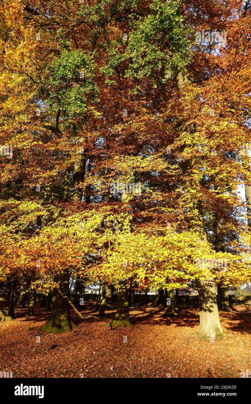 Autumn colourful discoloured leaves colourful foliage autumn leaves in ...