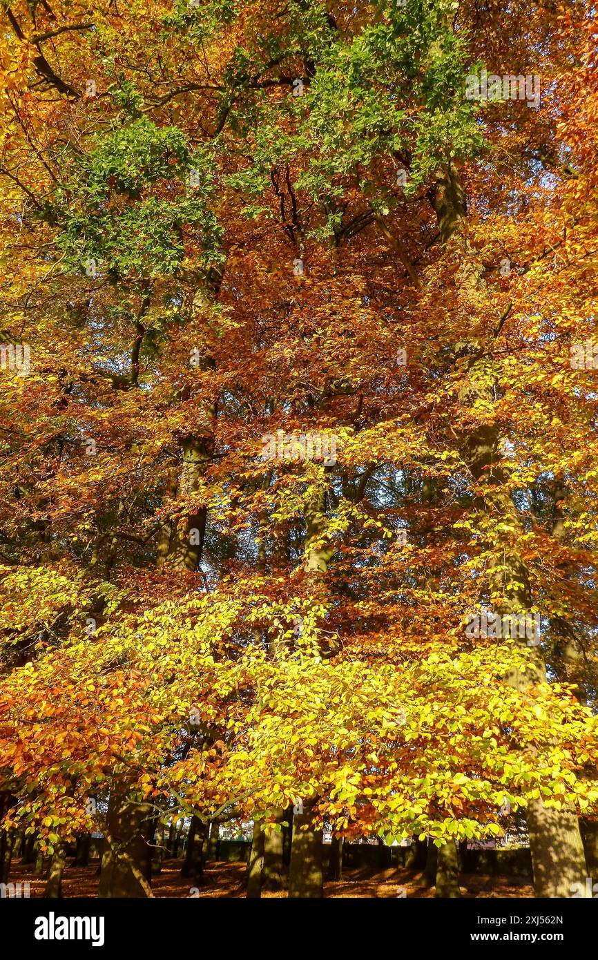 Autumn colourful discoloured leaves colourful foliage autumn leaves in ...
