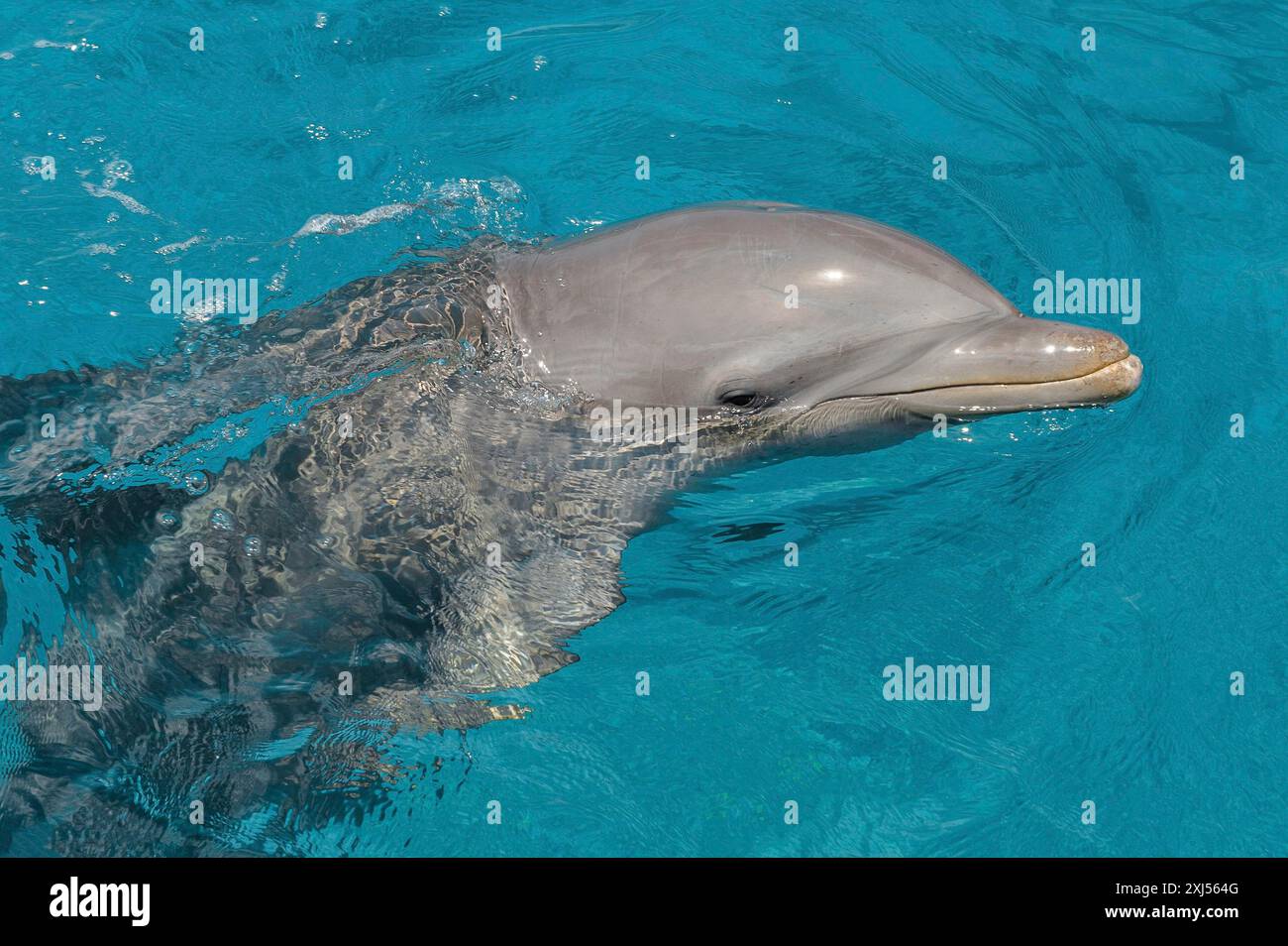Bottlenose dolphin (Tursiops truncatus) Dolphin adult swimming at the ...