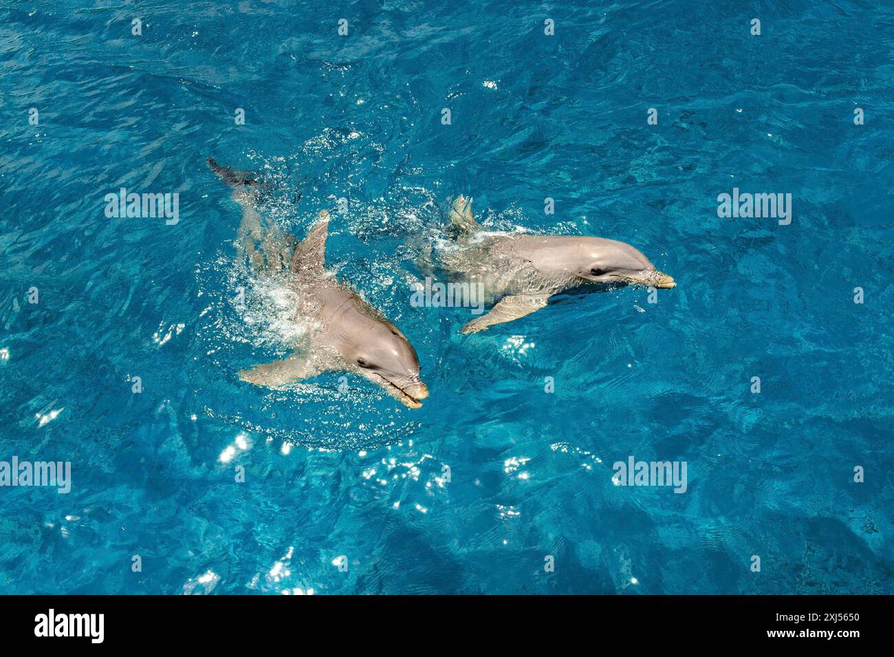 Two specimens of Bottlenose dolphin (Tursiops truncatus) Dolphin adult ...