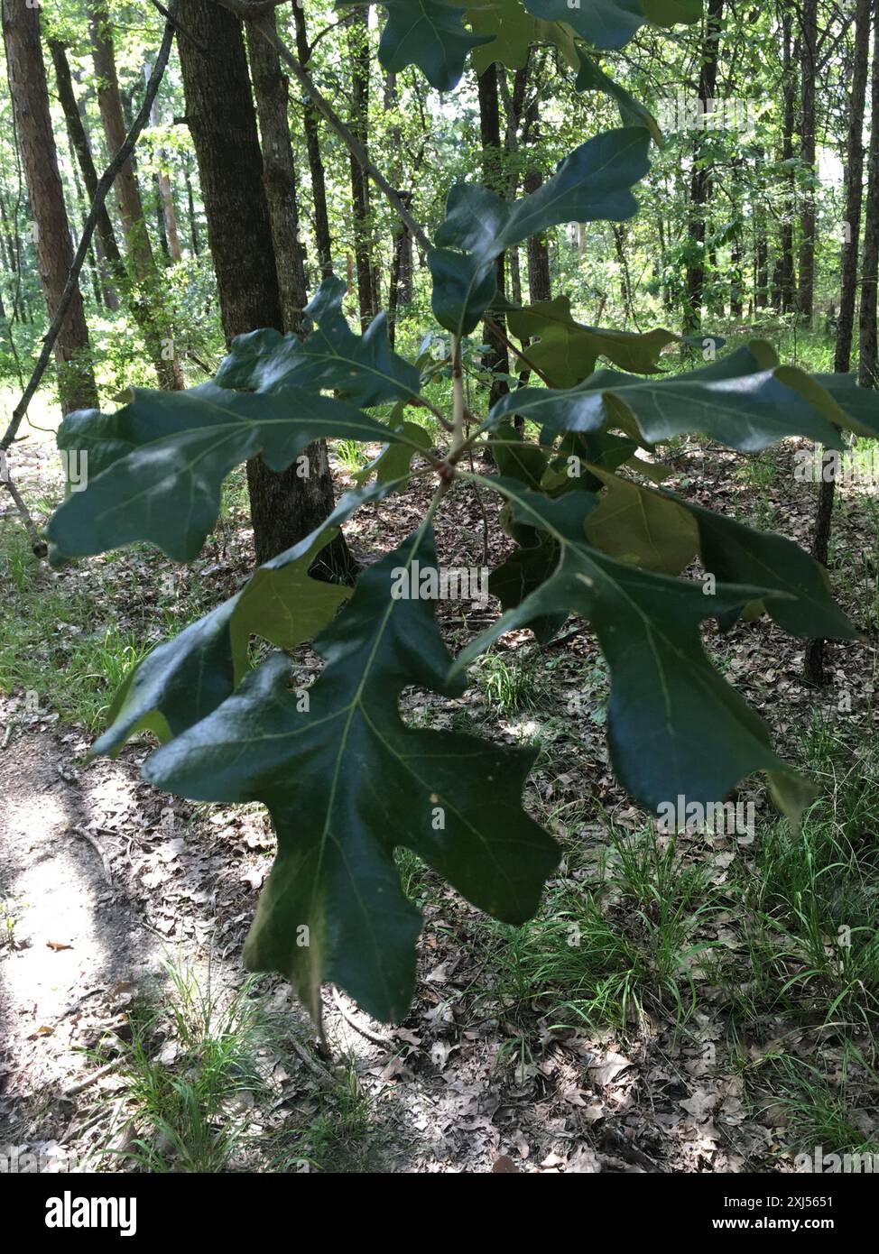 post oak (Quercus stellata) Plantae Stock Photo - Alamy