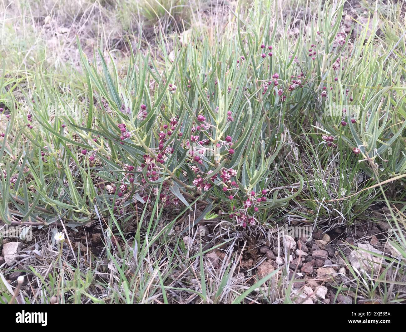 bract milkweed (Asclepias brachystephana) Plantae Stock Photo - Alamy