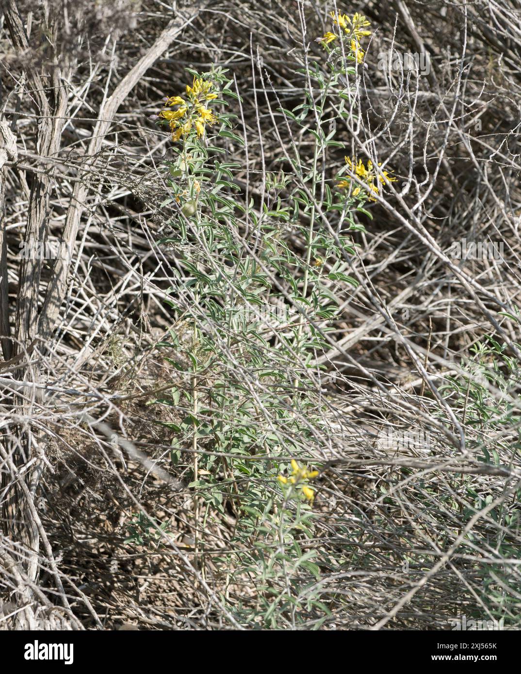 Bladderpod (Cleomella arborea) Plantae Stock Photo - Alamy